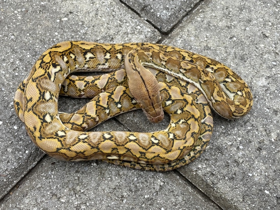 Pure Jampea Reticulated Python by Herpetofauna Company