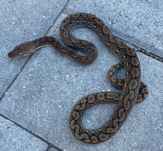 87.5% Kalaotoa/Madu Wildtype Reticulated Python by Herpetofauna Company