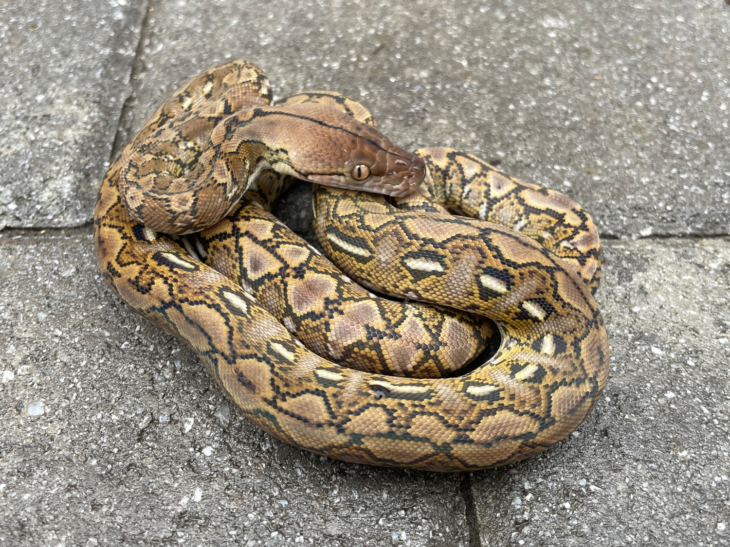 1.1 Pure Kalaotoa (Unrelated Pair) Reticulated Python by Herpetofauna ...