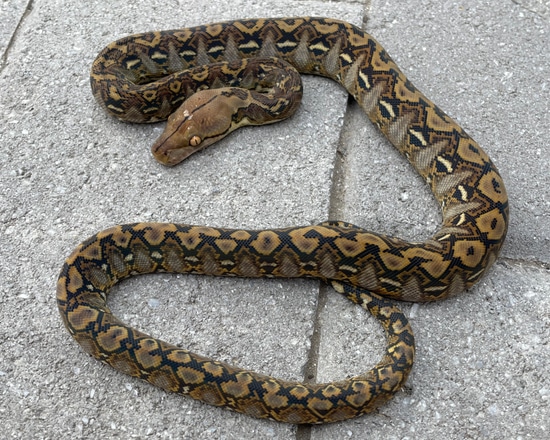 50% Kalaotoa/ 50% Ternate (Super Maluku) Reticulated Python by ...