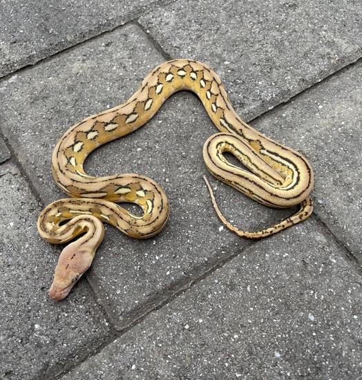 62.5% Kalaotoa/Madu Platinum Tiger 100% Het Anery Reticulated Python by ...