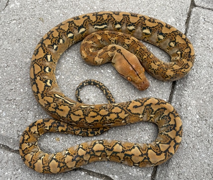 62.5% Kalaotoa/Jampea Snow GC Reticulated Python by Herpetofauna ...