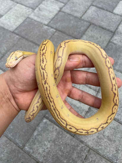 62.5% Kalaotoa/Jampea Snow GC Reticulated Python by Herpetofauna Company