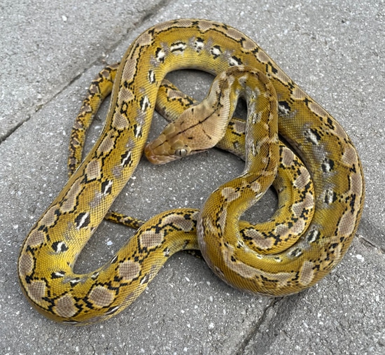 50% Kalaotoa Platinum Marble Reticulated Python by Herpetofauna Company