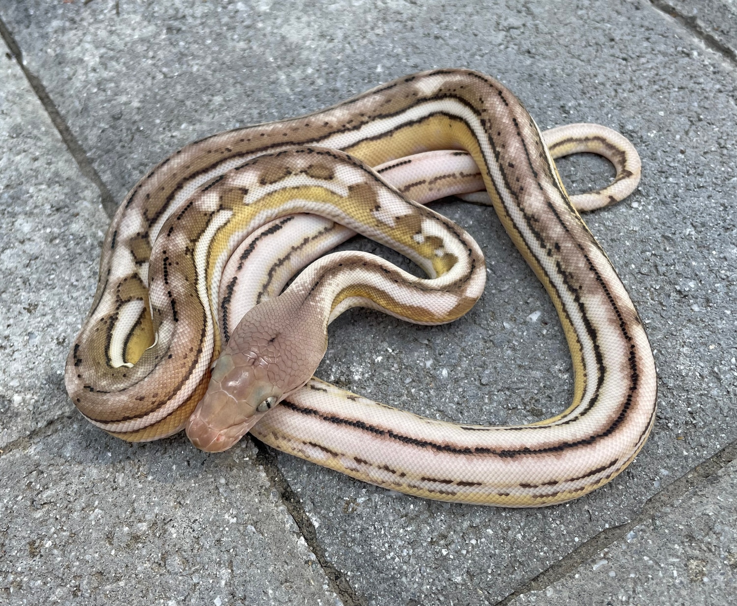 50% Kalaotoa/Madu- Platinum Anery Tiger Reticulated Python by ...