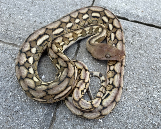 50% Kalaotoa/Madu Anery Tiger Reticulated Python by Herpetofauna Company