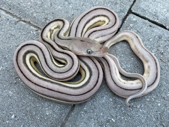 50% Kalaotoa/Madu Anery SuperTiger Pos Het Purple Reticulated Python by ...