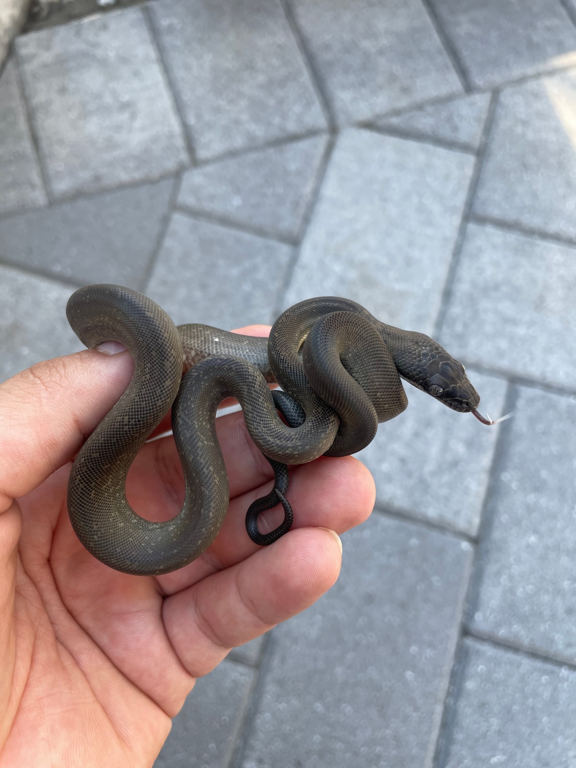 F1 (Pairs And Single Females ) Macklot's Python by Herpetofauna Company ...