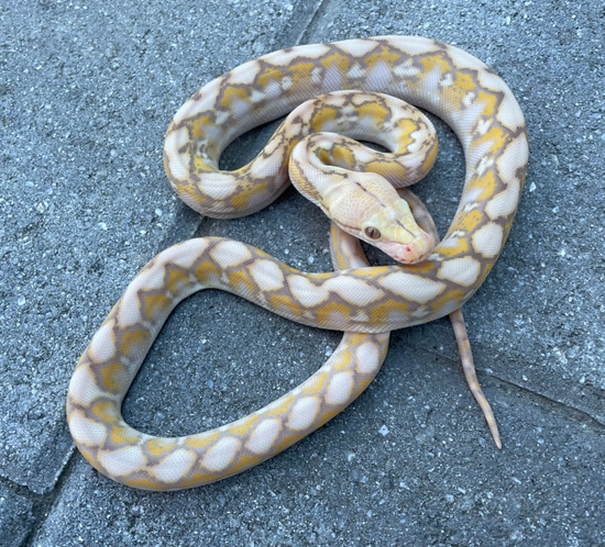 62.5% Kalaotoa/Jampea Purple Snow Reticulated Python by Herpetofauna ...