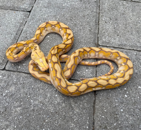 62.5% Kalaotoa/Jampea Purple Albino Het Anery Reticulated Python by ...
