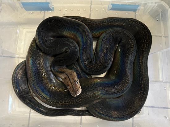 50% Kalaotoa GC Het OGS *Proven Breeder* Reticulated Python by ...