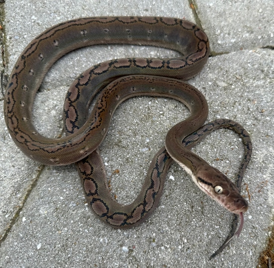 50% Kalaotoa/Madu Anery Motley Reticulated Python by Herpetofauna Company