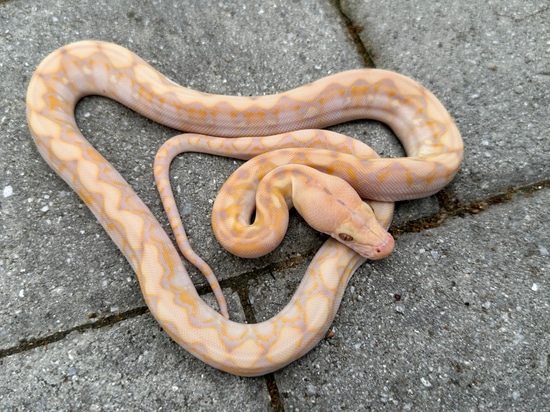 56.25% Kalaotoa/Jampea- Lavender Snow Reticulated Python by ...