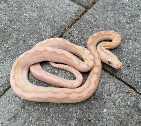 56.25% Kalaotoa/Jampea- Lavender Motley Snow Reticulated Python by ...