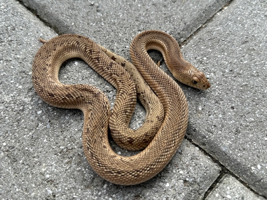 Patternless Florida Pine Snake by Herpetofauna Company
