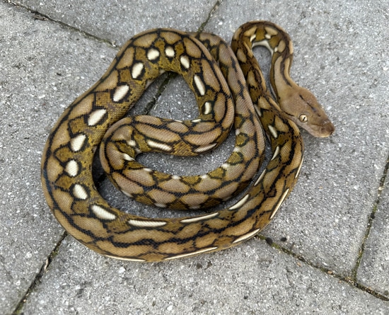 62.5% Kalaotoa Tiger Het Anery Reticulated Python by Herpetofauna Company