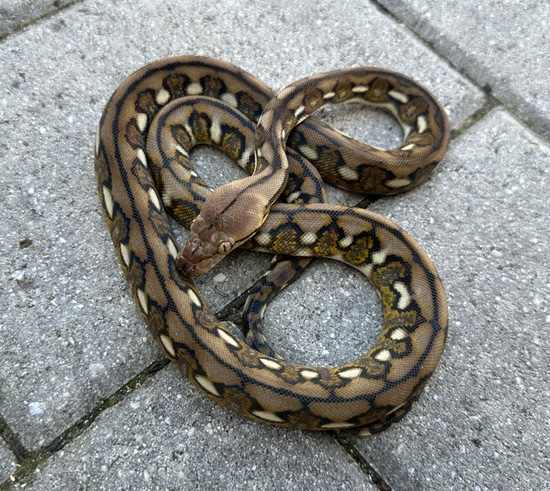 68.75% Kalaotoa/Jampea Tiger Reticulated Python by Herpetofauna Company