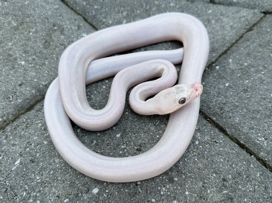 68.75% Kalaotoa/Madu Super Phantom Reticulated Python by Herpetofauna ...