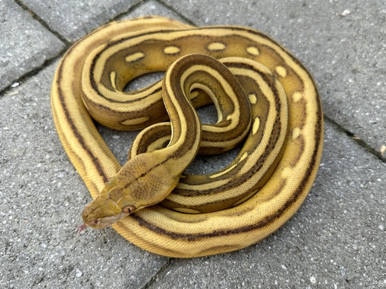 50% Kalaotoa/Madu Phantom SunTiger POS Het Snow Reticulated Python by ...