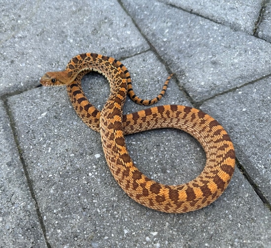 Kingsville Red Bull Snake Bullsnake by Herpetofauna Company