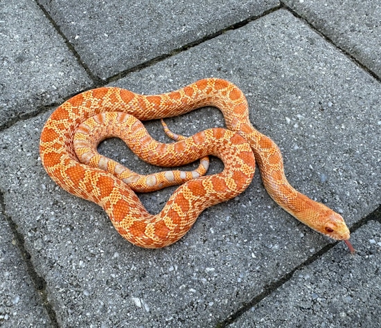 Kingsville Red Influenced Albino Bull Snake Bullsnake by Herpetofauna ...