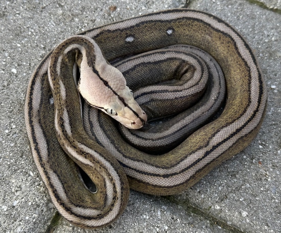 50% Kalaotoa/Madu Motley Suntiger Reticulated Python by Herpetofauna ...