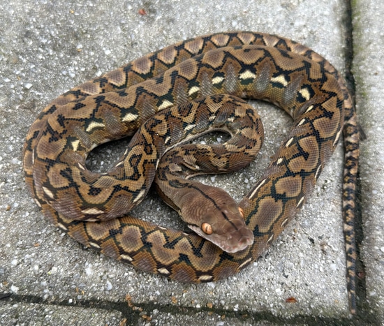 75% Kalaotoa WildType Reticulated Python by Herpetofauna Company