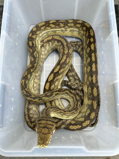 Adult Southern Scrub Python by Herpetofauna Company