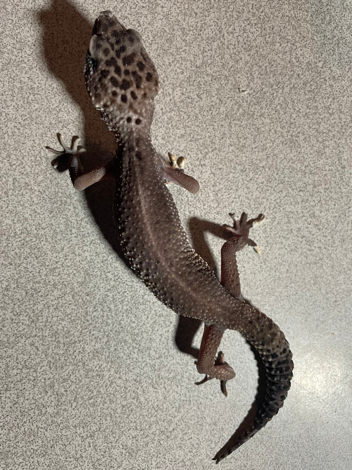 Black Knight Gecko Leopard Gecko by Exotically Mystical - MorphMarket