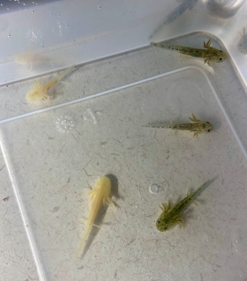 Baby Axolotls by A & A’s Axolotls