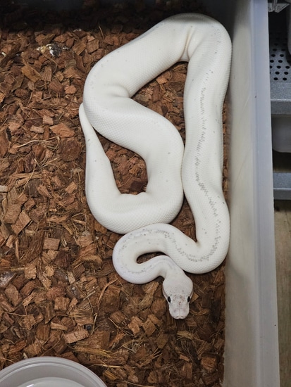Black Pewter Highway Het Desert Ghost Ball Python by RTT Ball Pythons