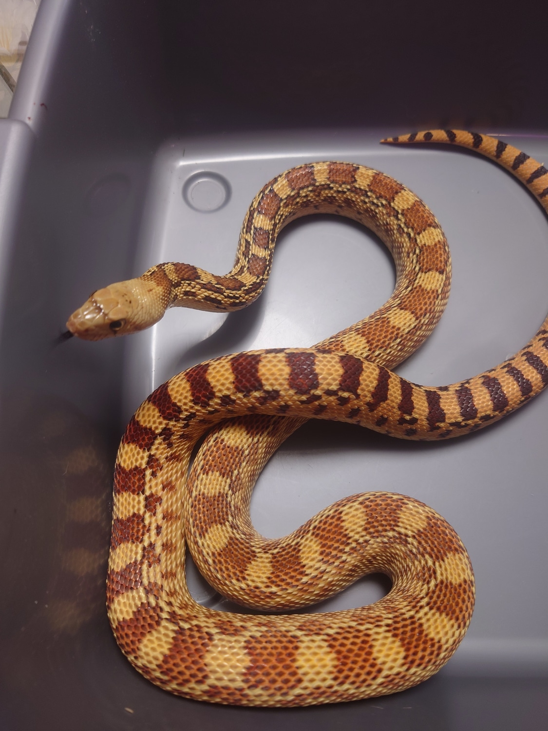 Sonoran Gopher Snake by Mossy Reptiles - MorphMarket