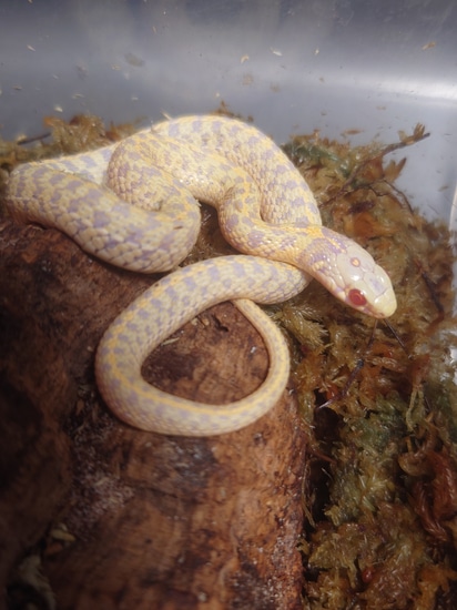 Albino Checkered Garter Snake by Mossy Reptiles