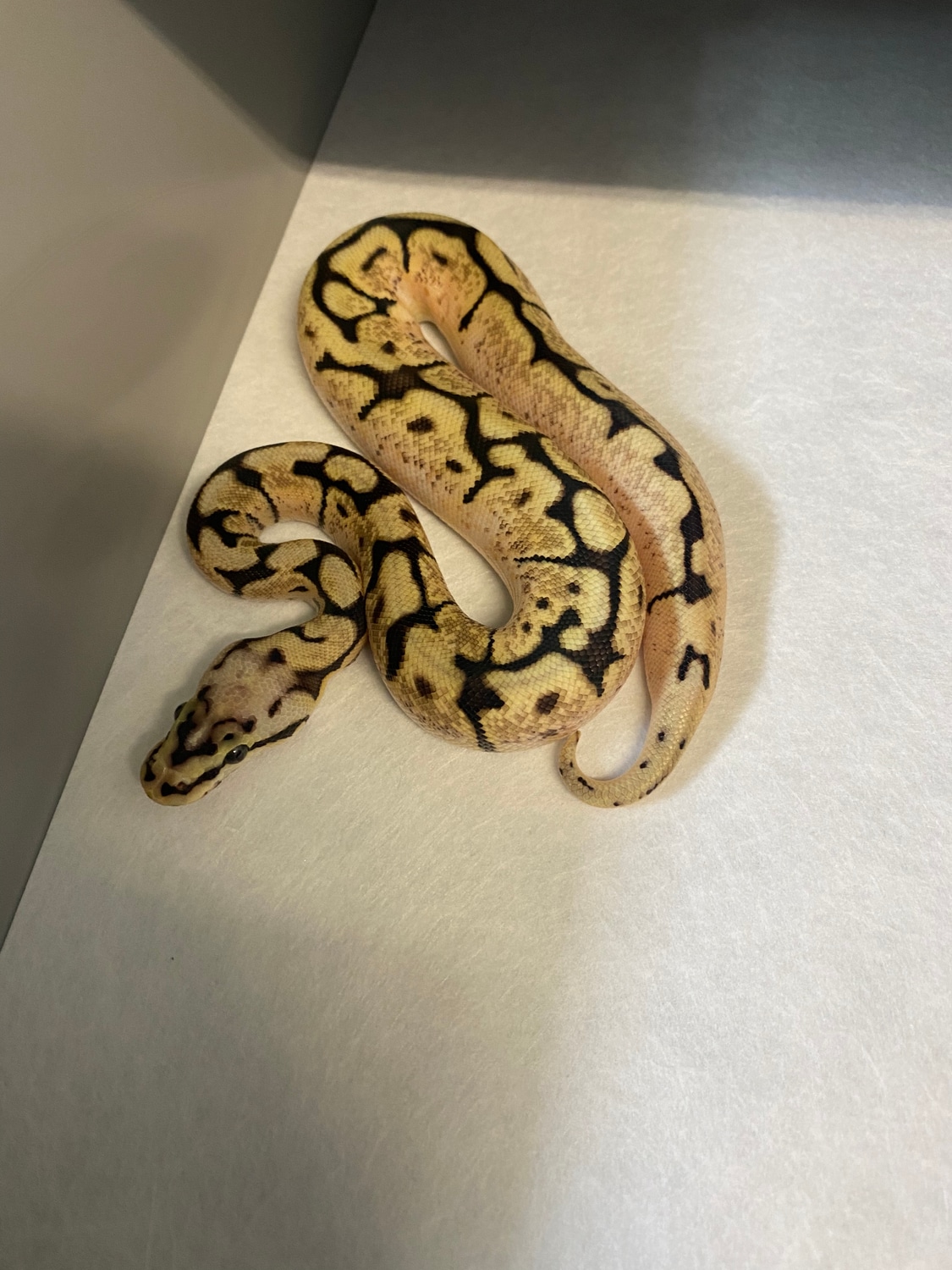 Bumblebee Het Pied Ball Python by A&K Reptiles - MorphMarket