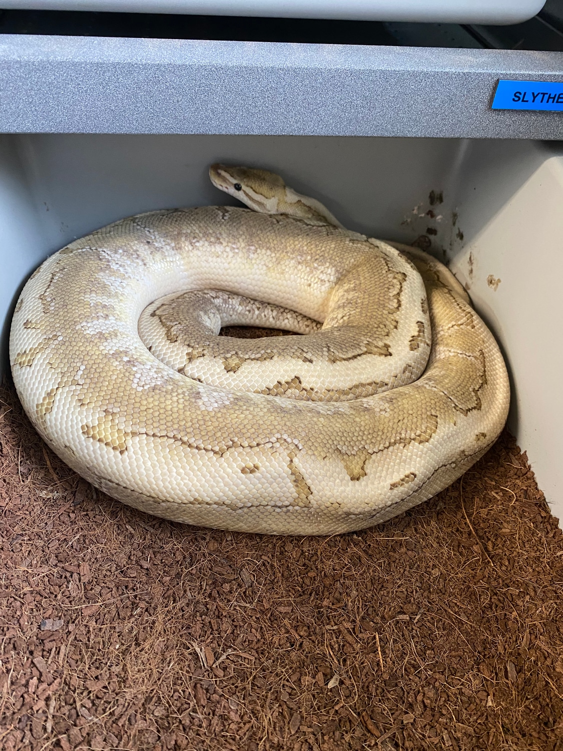 Bamboo Pastel Pinstripe Ball Python by A&K Reptiles - MorphMarket