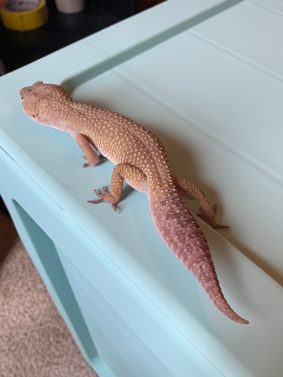 Murphy Patternless Black Night Black Pearl Cross Leopard Gecko by ...