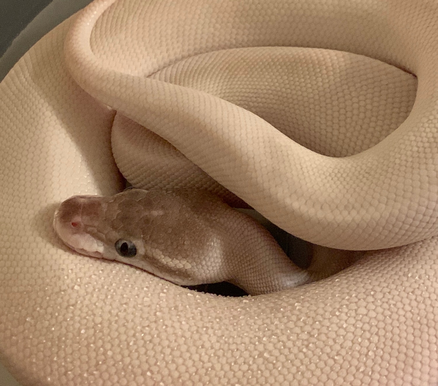 BEL Super Mojave Ball Python by Sapphire Royals - MorphMarket
