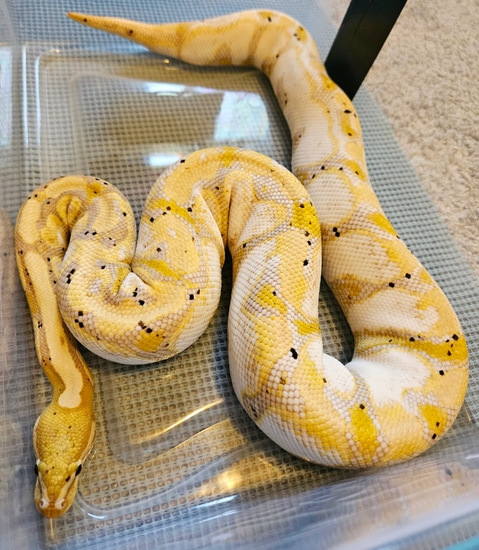 Super Calico Banana Ball Python by Sapphire Royals