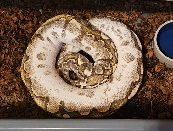 HUGE Bamboo Calico YB Ball Python by Sapphire Royals