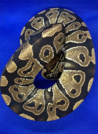 Normal DH Clown/pied Ball Python by A & J Exotics