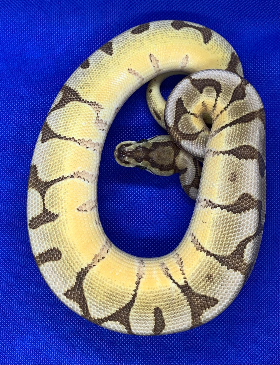 Mojave Enchi Yellowbelly Ball Python by A & J Exotics - MorphMarket