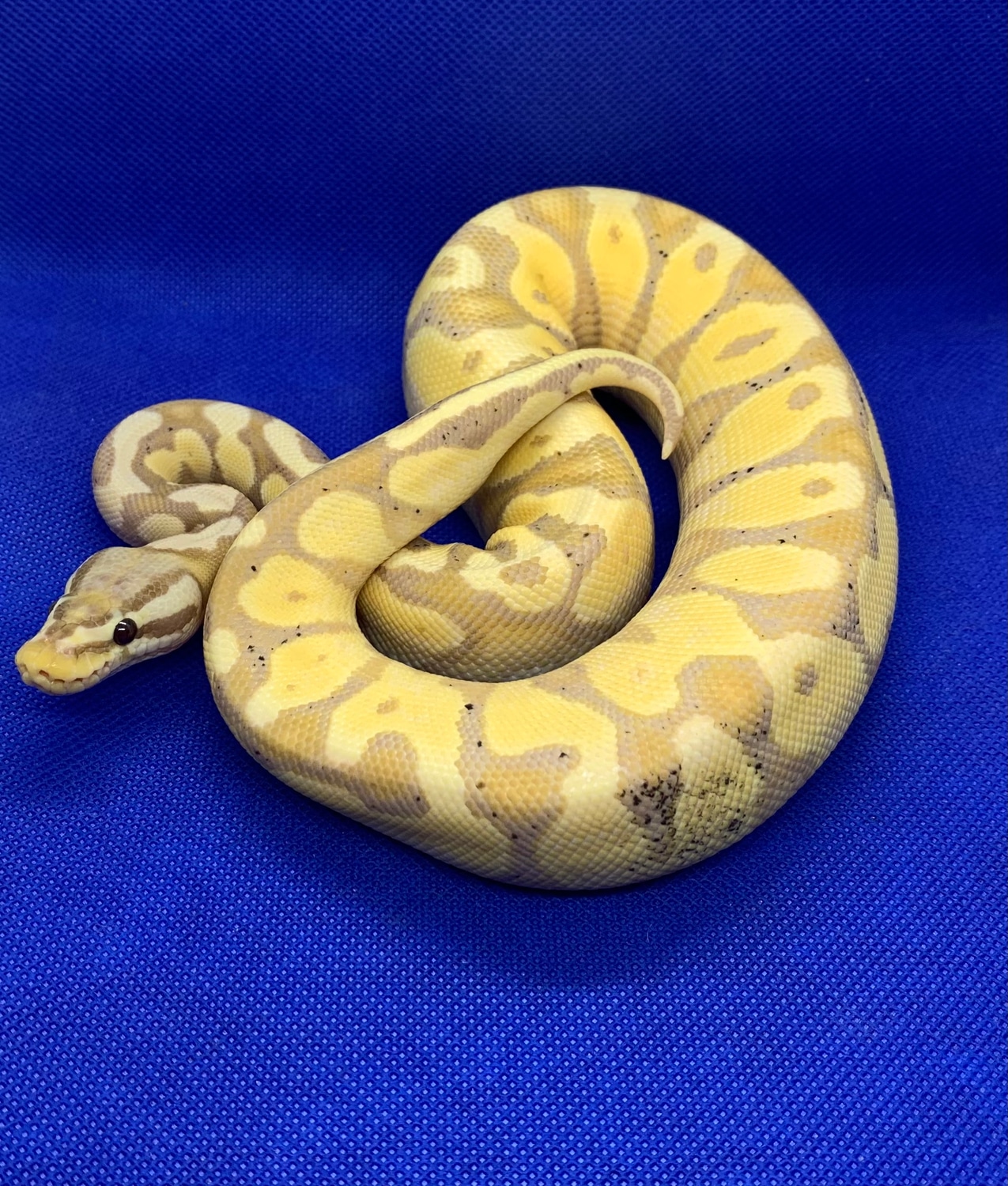 Banana Pastel Yellow Belly PARADOX Ball Python by A & J Exotics ...