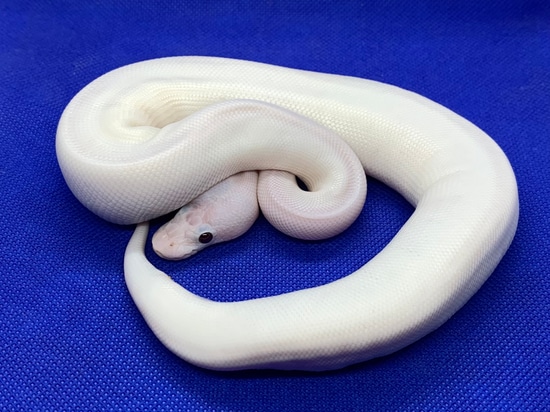 Banana Super Fire Ball Python by A & J Exotics