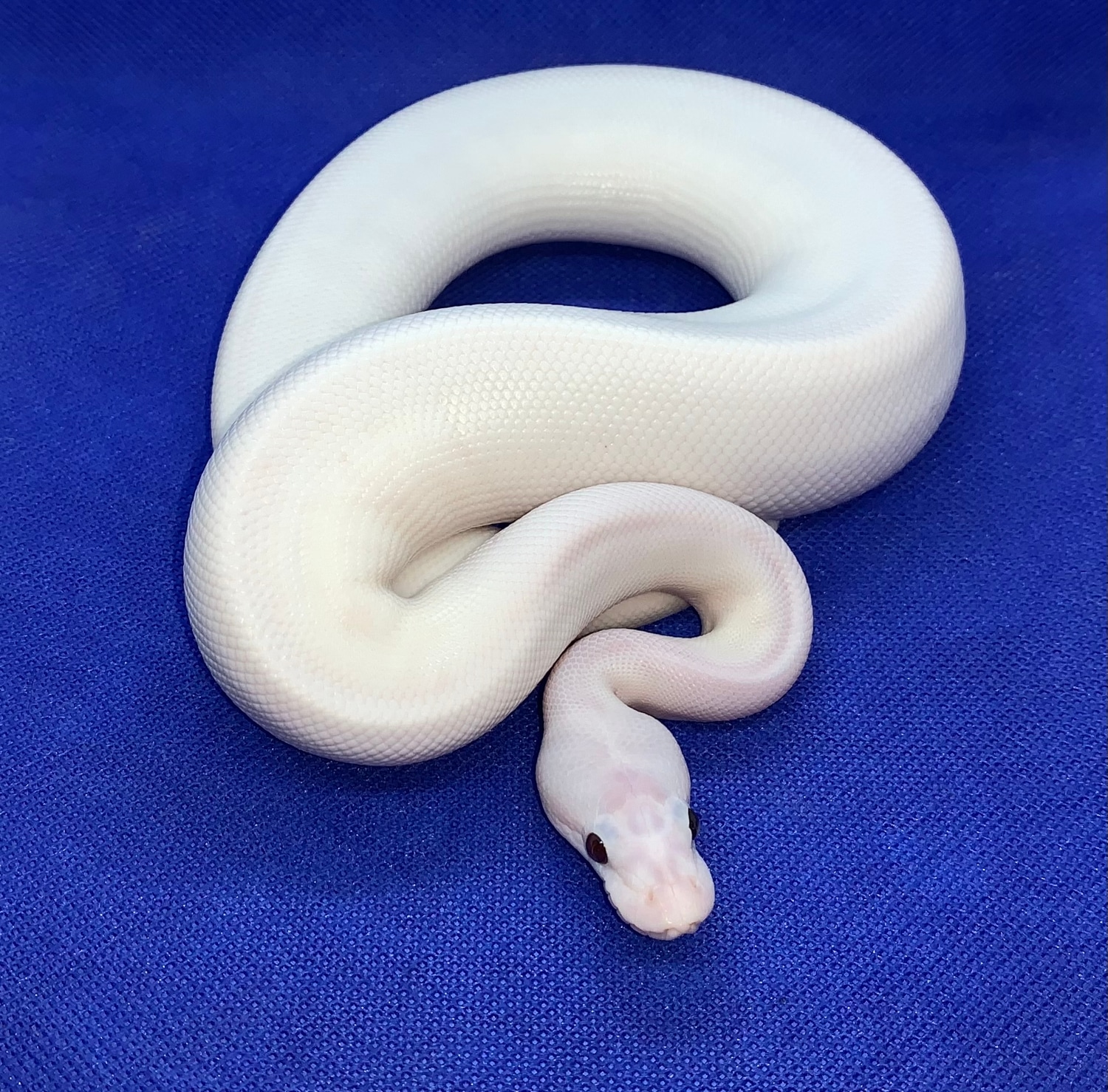 Banana Super Fire Ball Python by A & J Exotics - MorphMarket