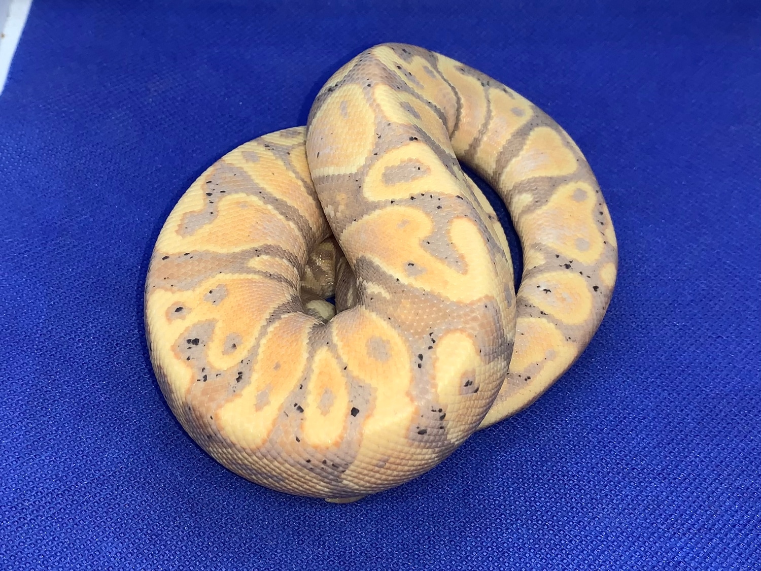 Banana Yellow Belly/Asphalt Ball Python by A & J Exotics - MorphMarket
