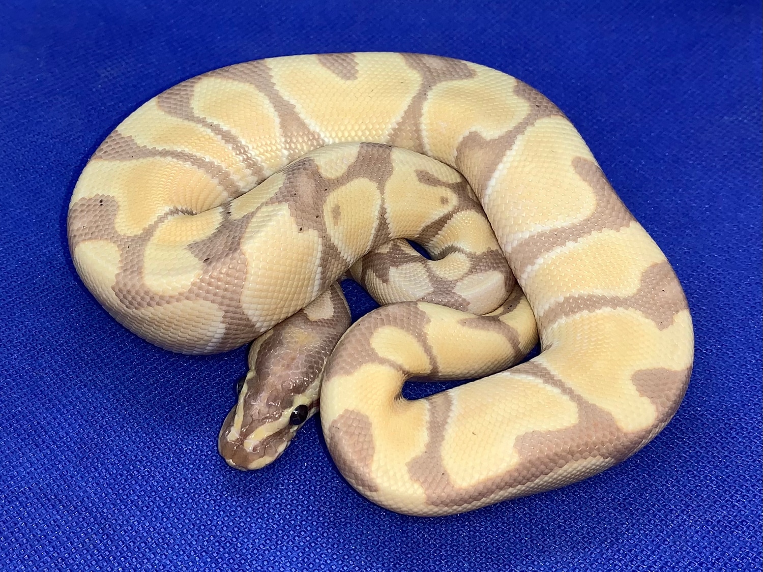 Banana Enchi Ball Python by A & J Exotics - MorphMarket