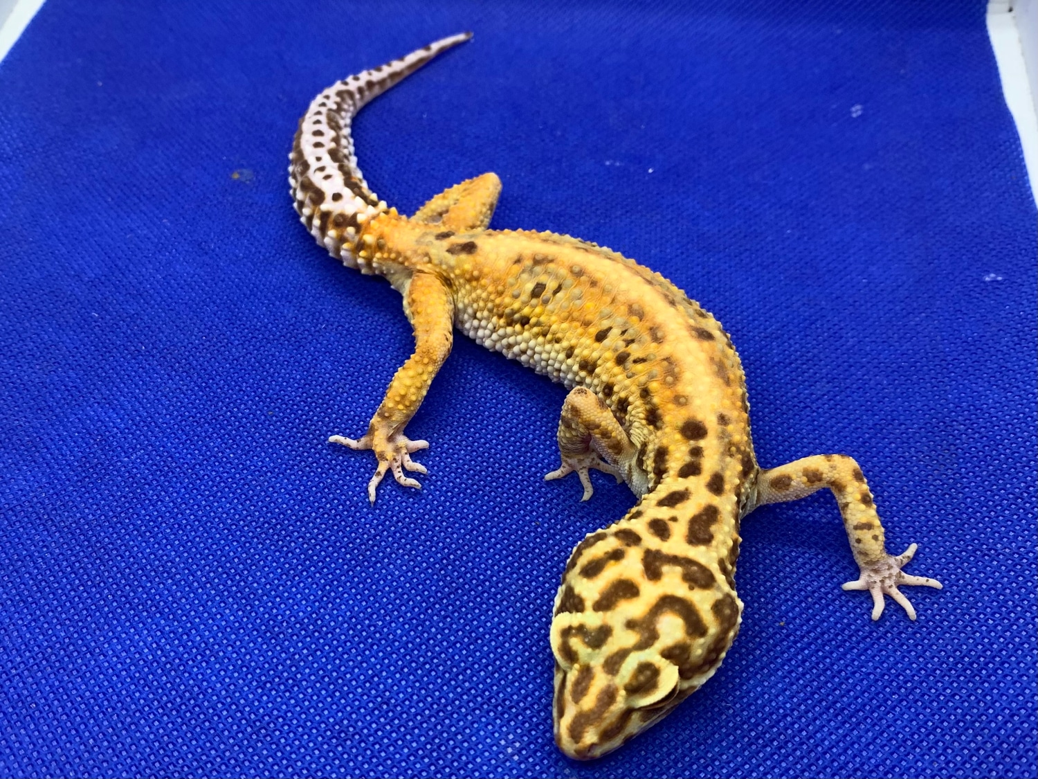 Tangerine Lavender Striped Bell Albino Afghan Cross 66% Het Eclipse Leopard Gecko by A & J ...