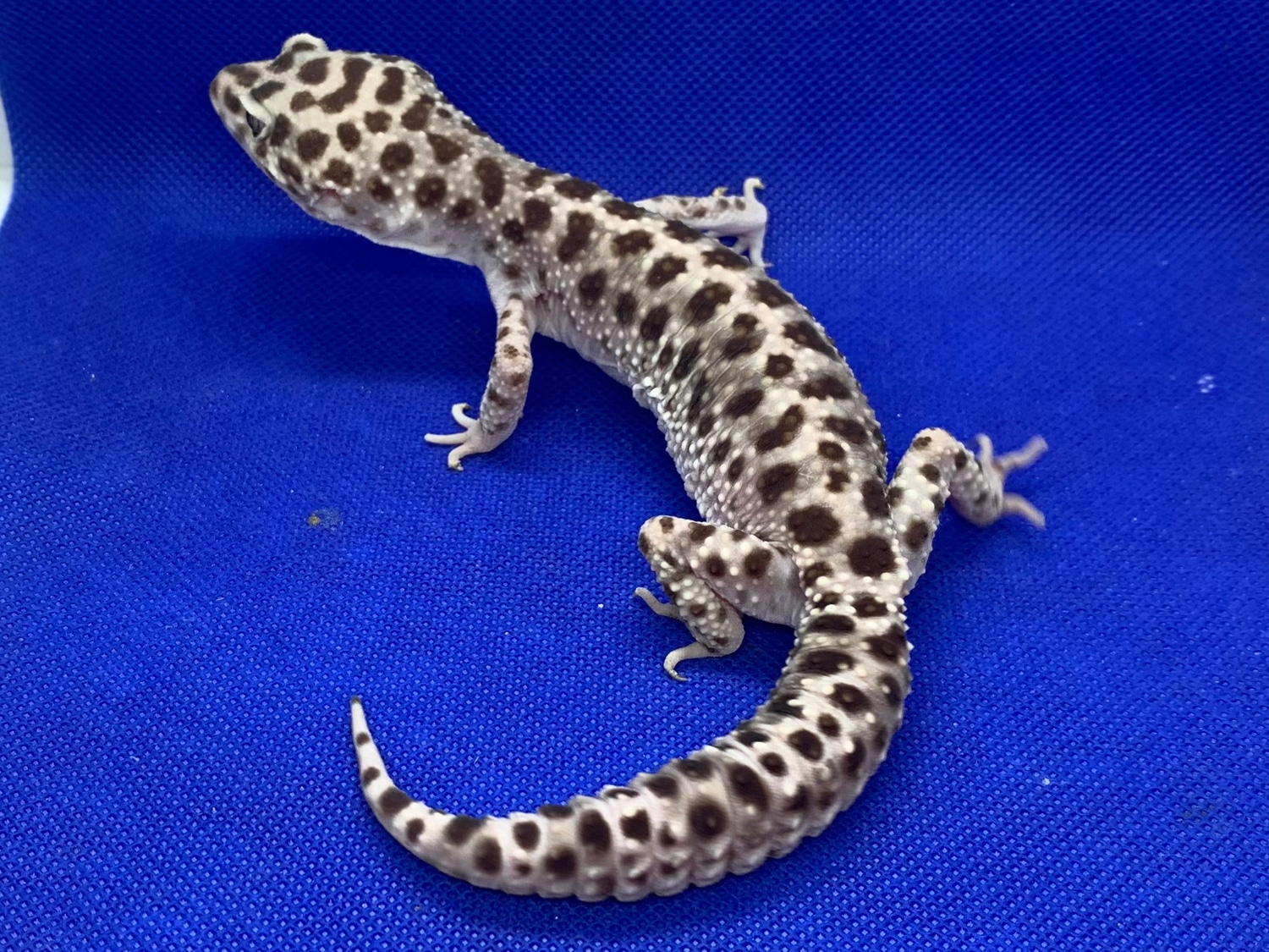 Gem Snow (Pos Super) Leopard Gecko by A & J Exotics - MorphMarket
