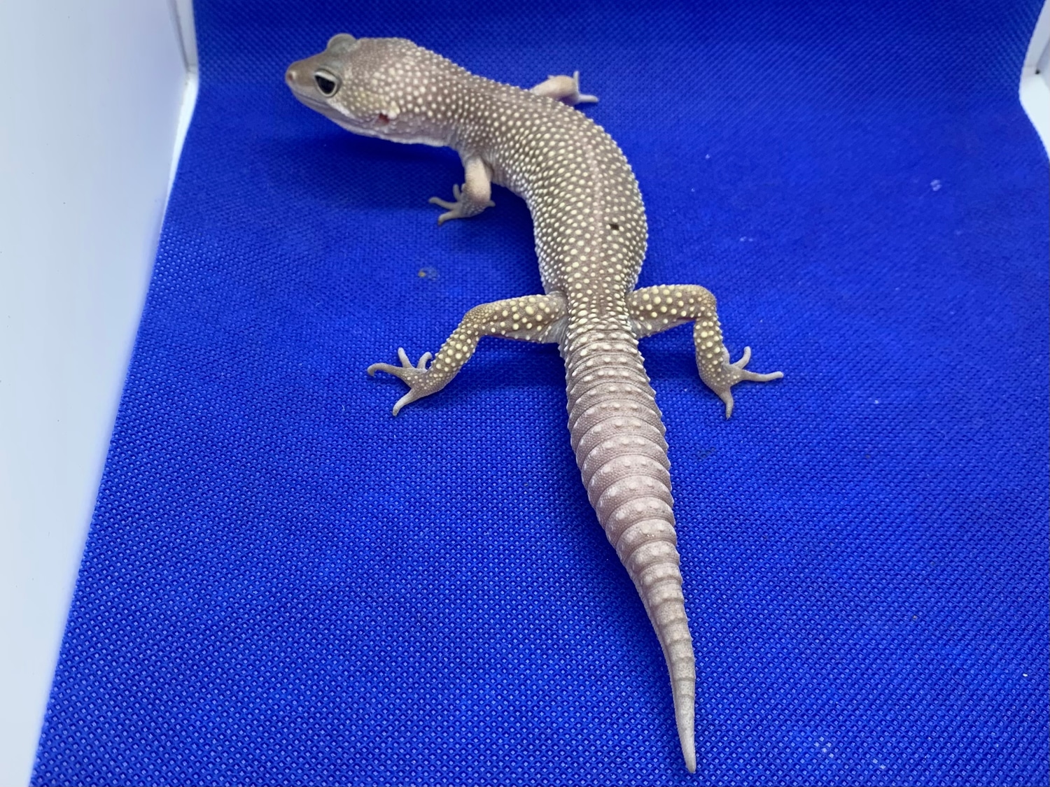 Blizzard Het Tremper Albino Leopard Gecko by A & J Exotics - MorphMarket