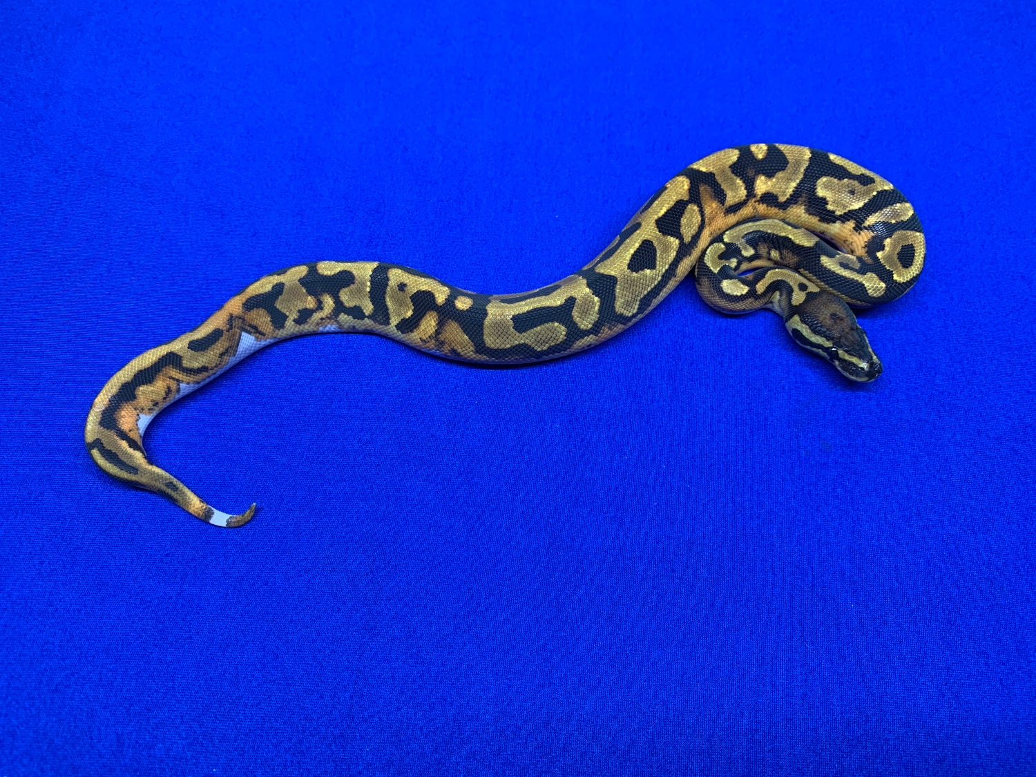 Pied Het Albino Ball Python by A & J Exotics - MorphMarket